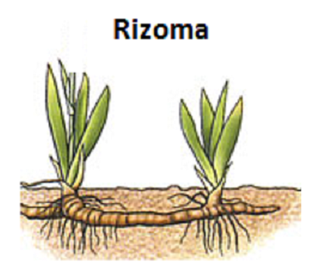 Tipos de tallos- Descripción de la morfología de la planta.