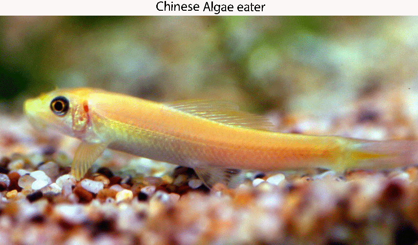 Fresh Water Fish Keeping