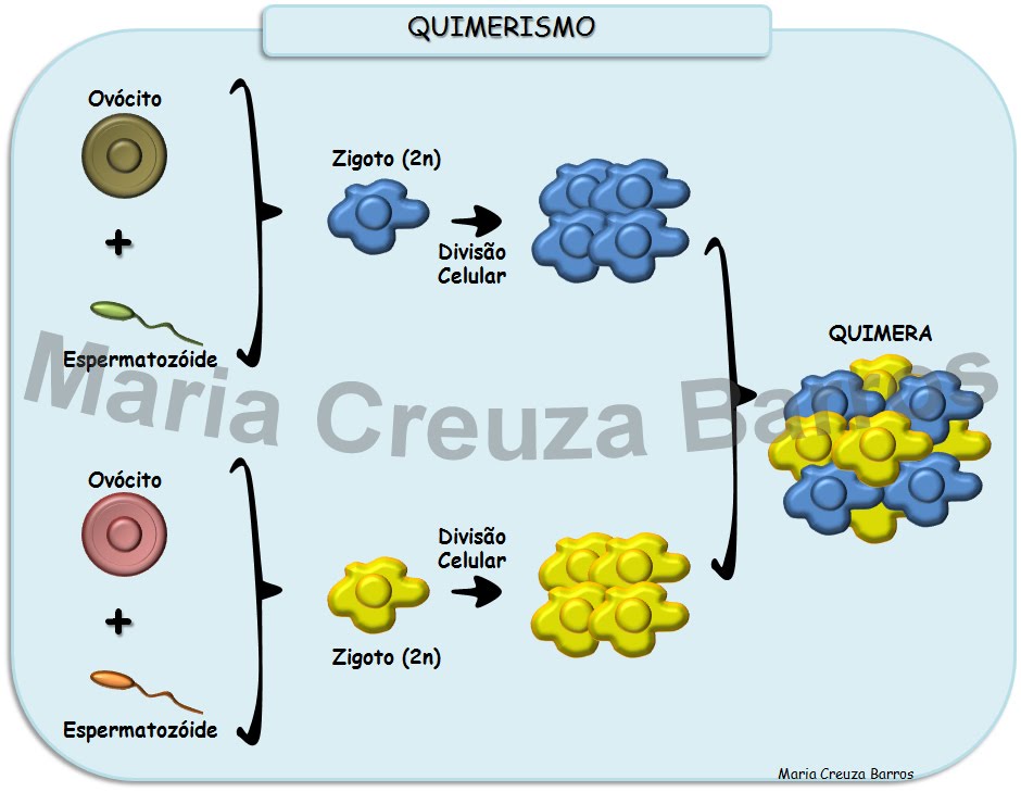Prof. Vanessa W. Agostini: O quimerismo ganha notoriedade afinal...
