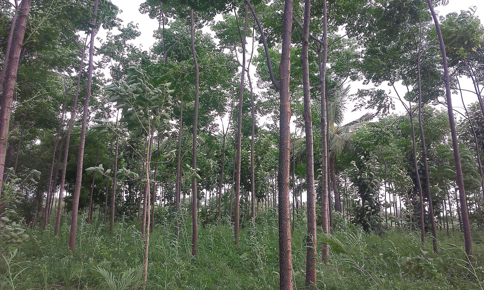 Go Green Initiative : Now its three years Melia Dubia trees