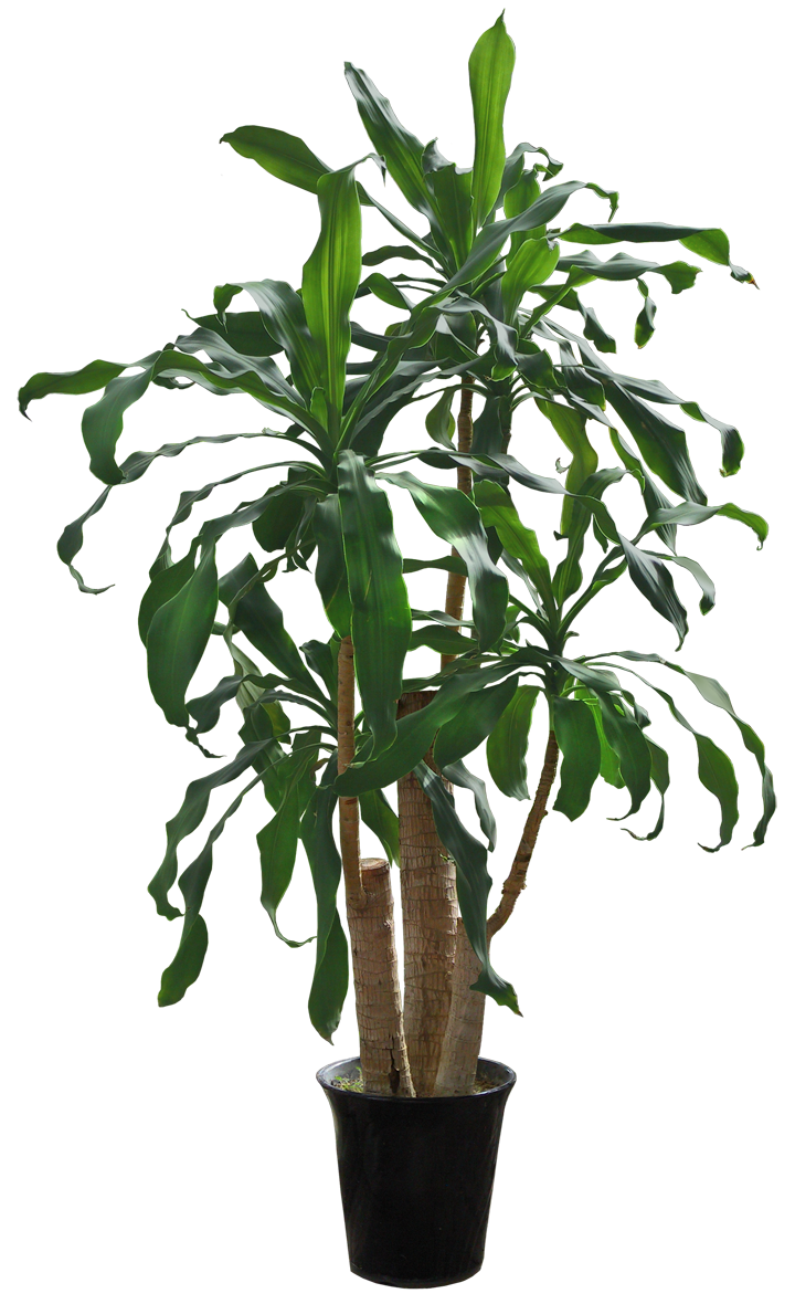 Pleasures in Helping Others: Beautiful Transparent Plants & Trees - 2nd ...