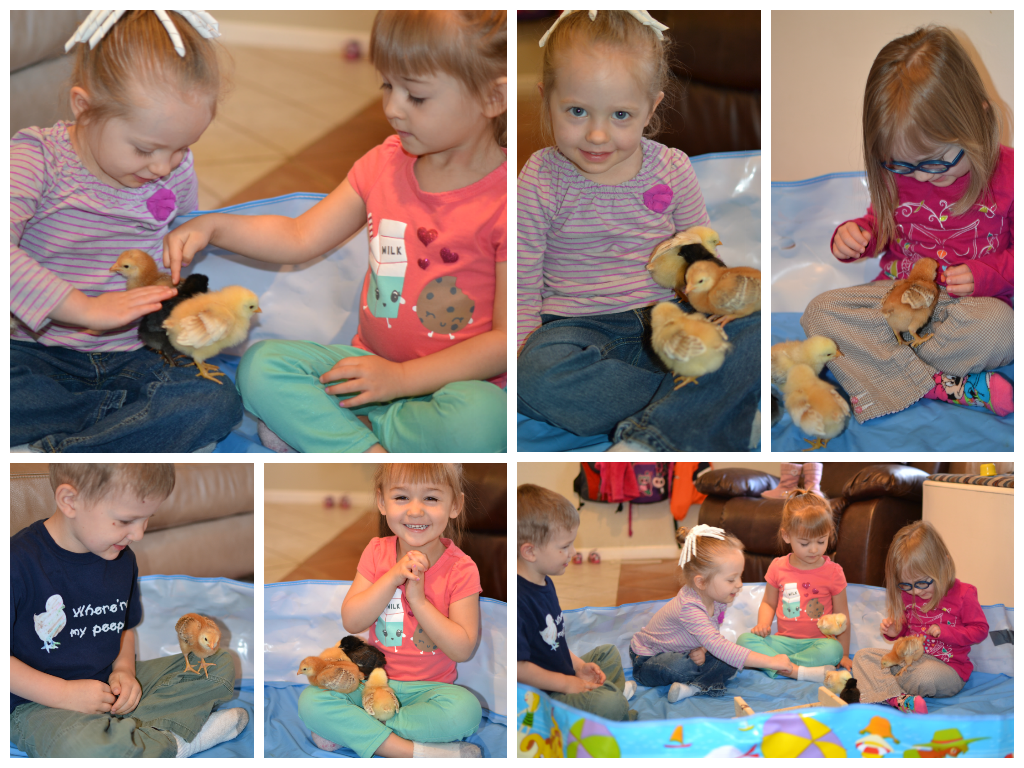 Little Adventures Preschool: Animals in Spring - A Preschool Chick ...