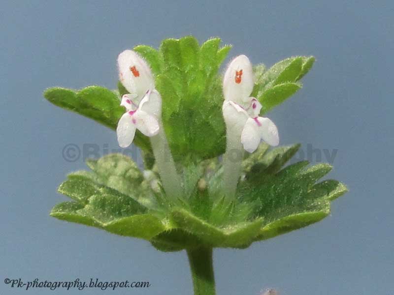 Henbit-Lamium amplexicaule | Nature, Cultural, and Travel Photography Blog