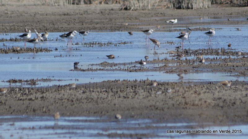 Hablando en verde: Las lagunas y el fango