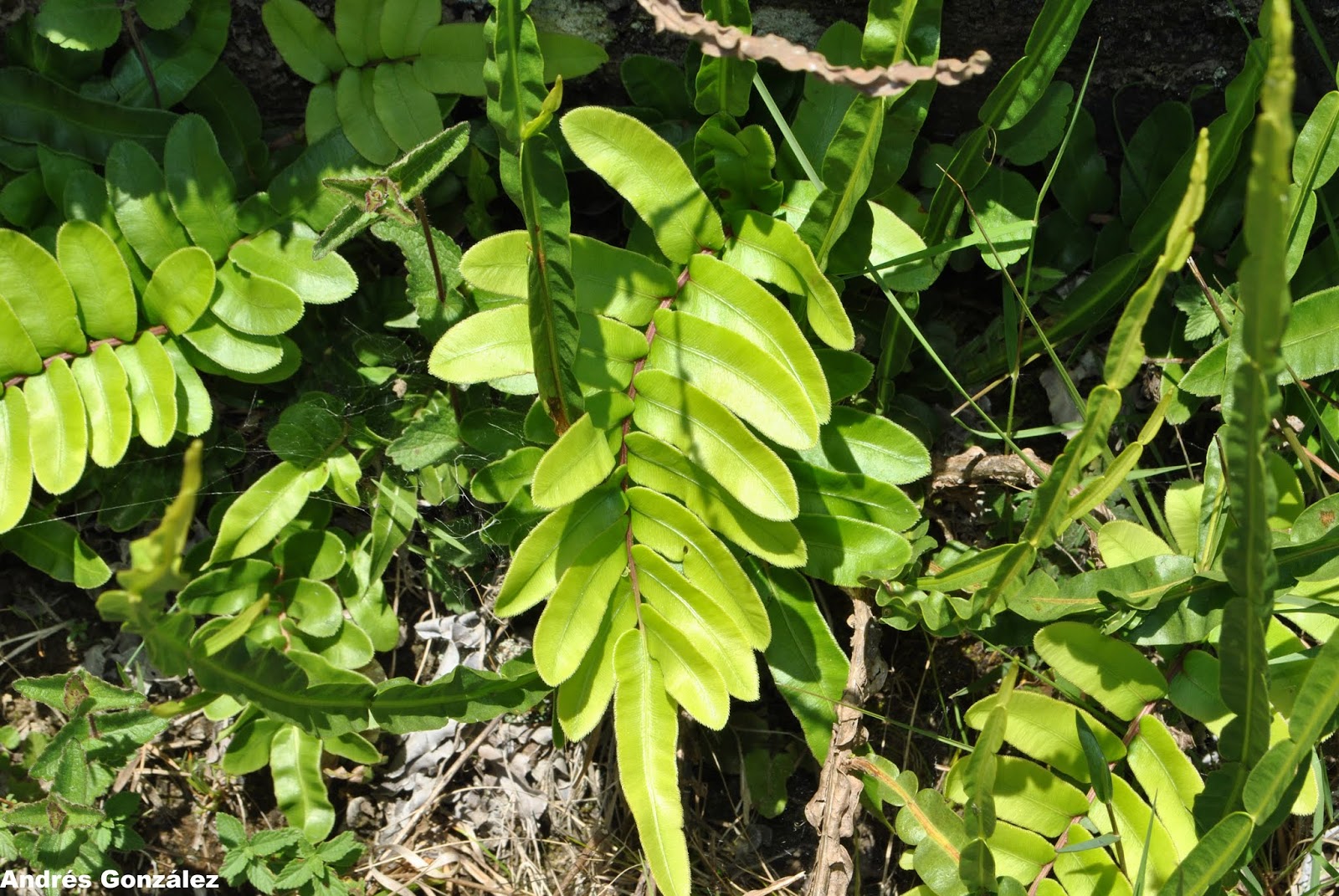FOTOS DE FLORA NATIVA Y ADVENTICIAS DE URUGUAY : Parablechnum cordatum ...