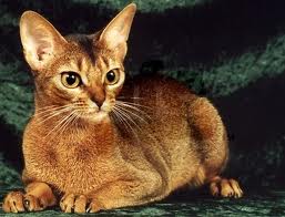 Encyclopedia of Cats Breed: Red Abyssinian Cat | Sorrel or Cinnamon
