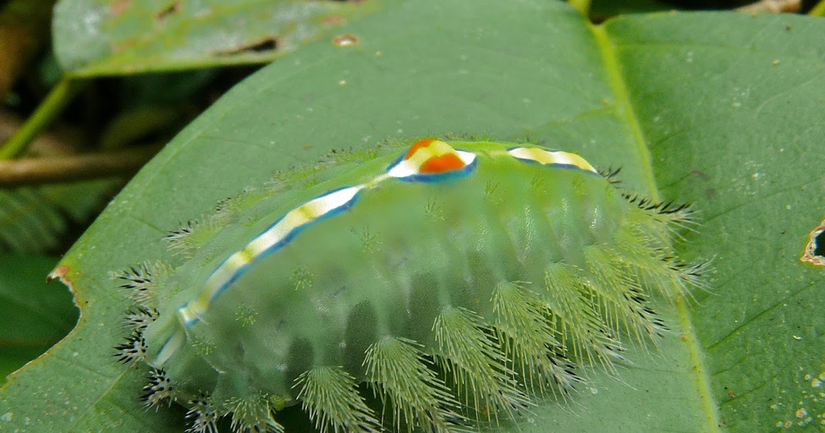 Membangun Perkebunan Kelapa Sawit: Hama Ulat Api Thosea vetusta