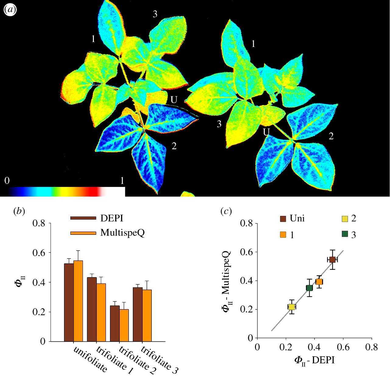 Plant stress measurement