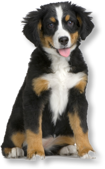 Todo PNG: Perritos PNG