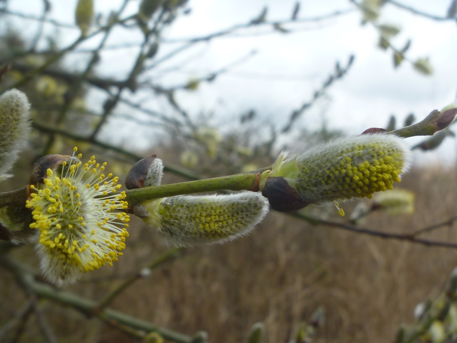 Crafty Green Poet: Catkins
