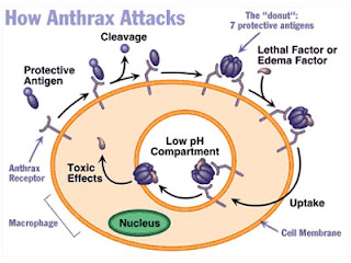 Vincent Cheong Jia Wei: Senjata Pemusnah yang Dahsyat (Senjata Biologi ...