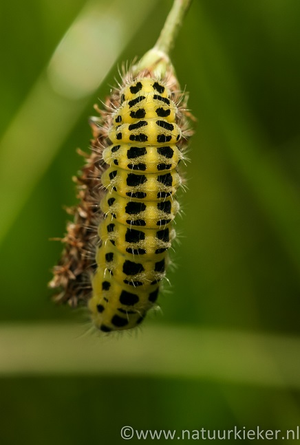 Sint-jansvlinder van rups tot vlinder