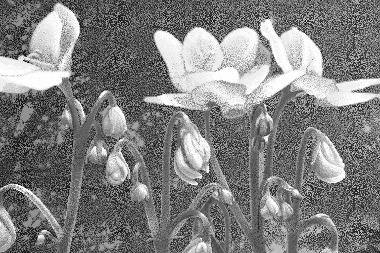 Martha Jane Bradford: White Violets...done at last