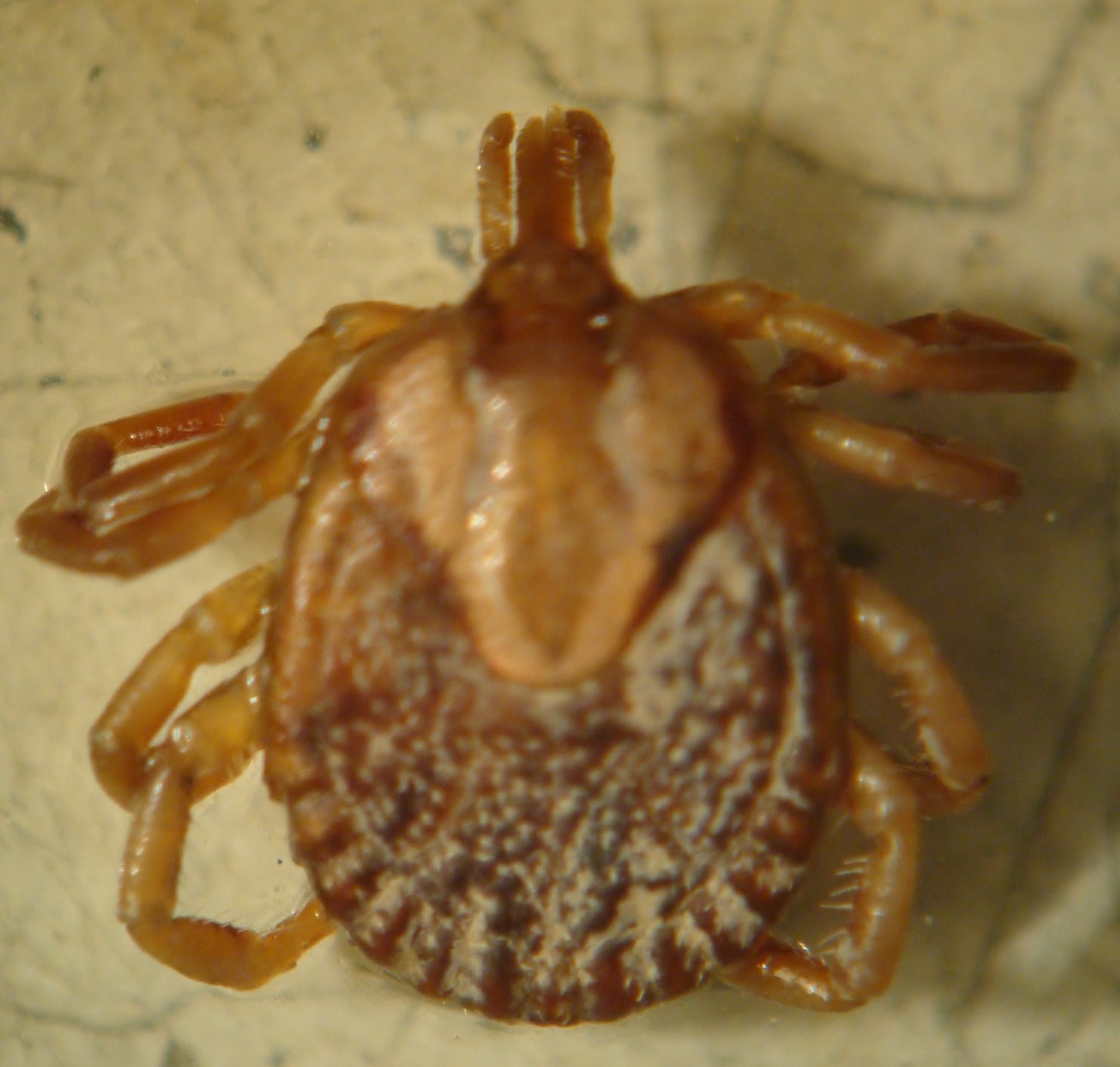 BLOG DA KAT: Amblyomma + fotos