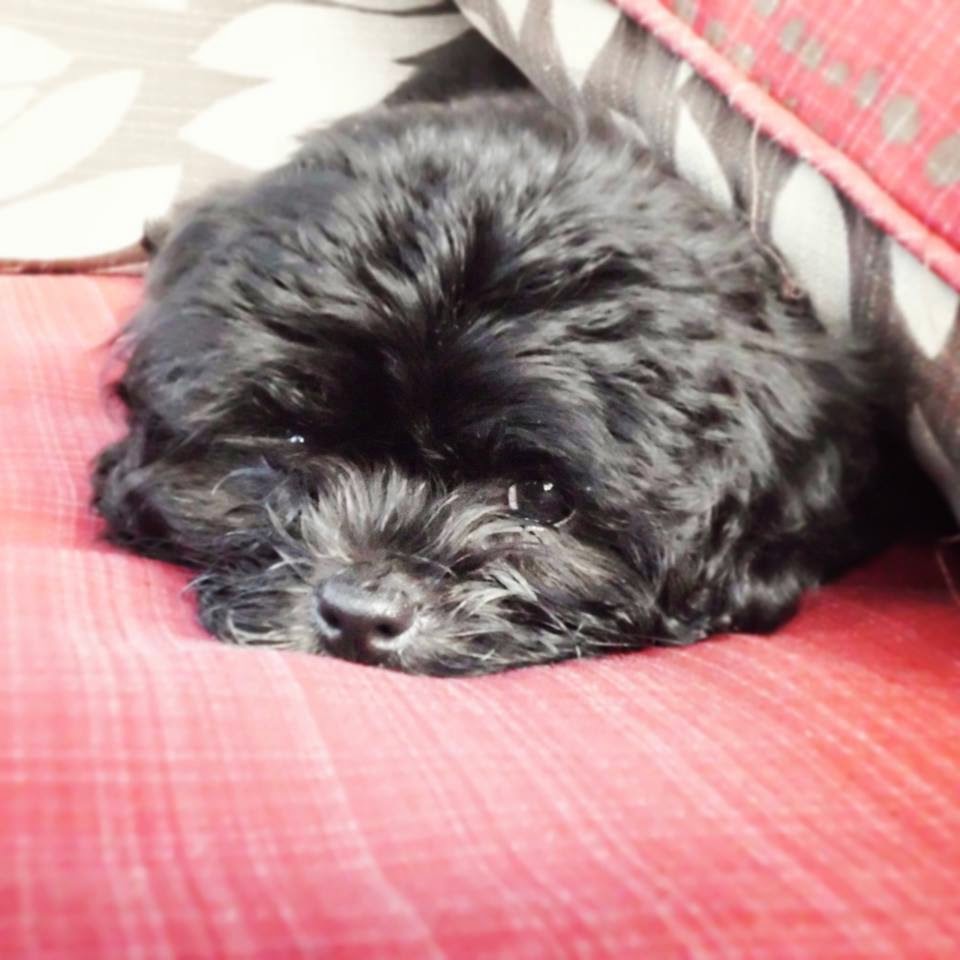 The Original Merle Shih Poo: First Litter! May 2012