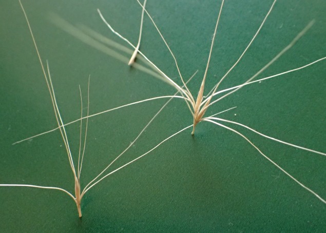 Nature Abhors a Garden: Red Three Awn Grass