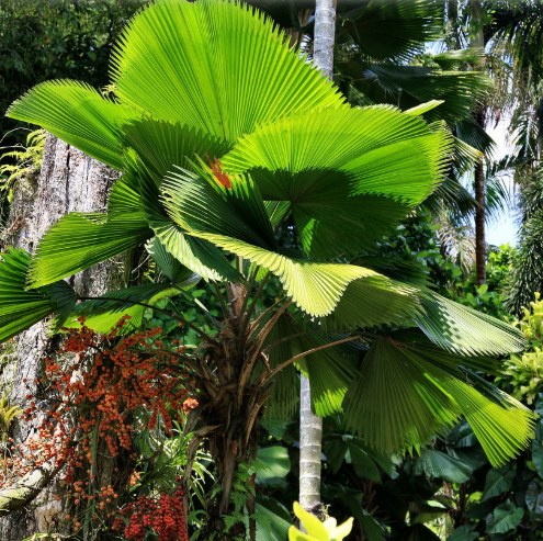 Tanaman Hias Palem Palas Payung