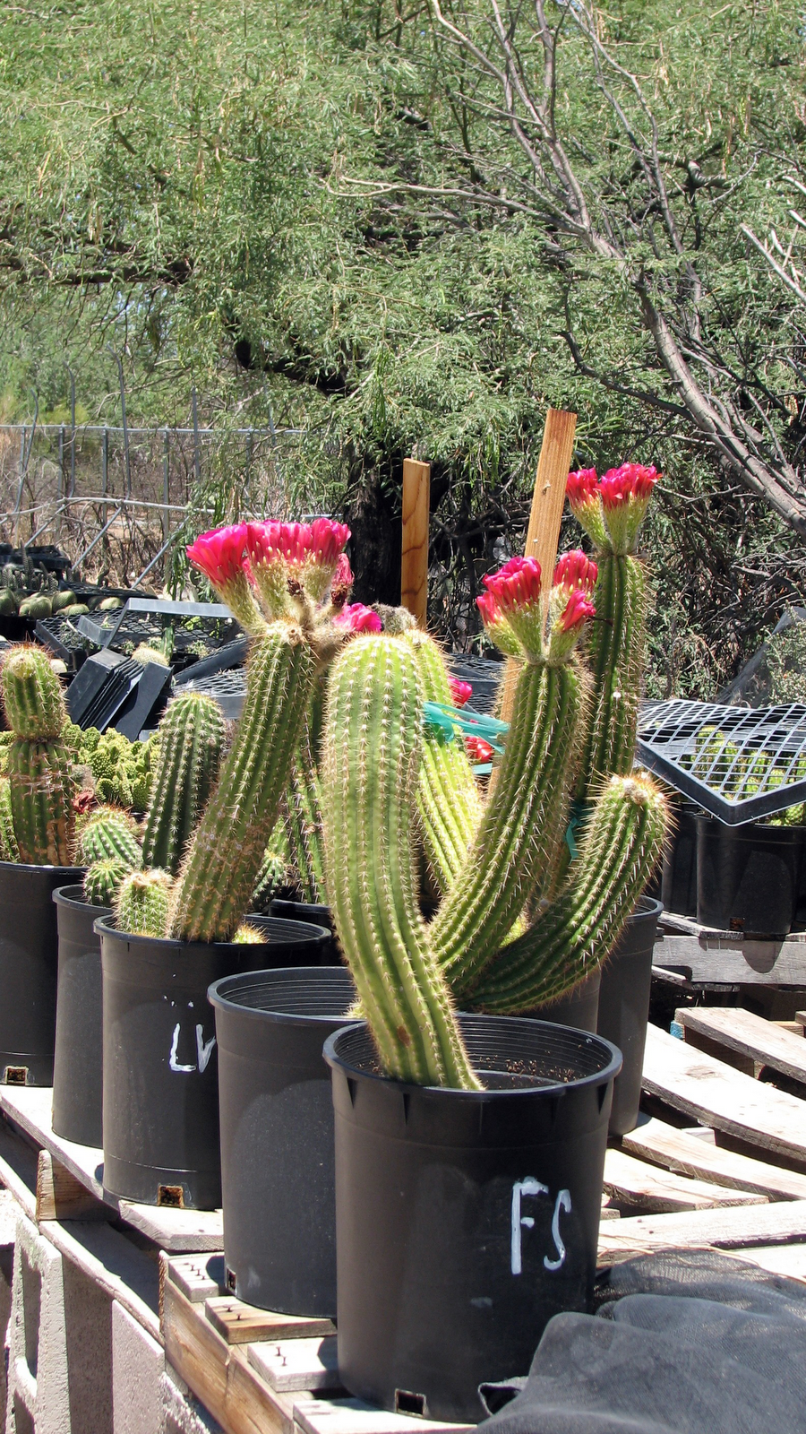 someplace*in*thyme: A Trip To A Cactus Farm And Pink Saturday Too