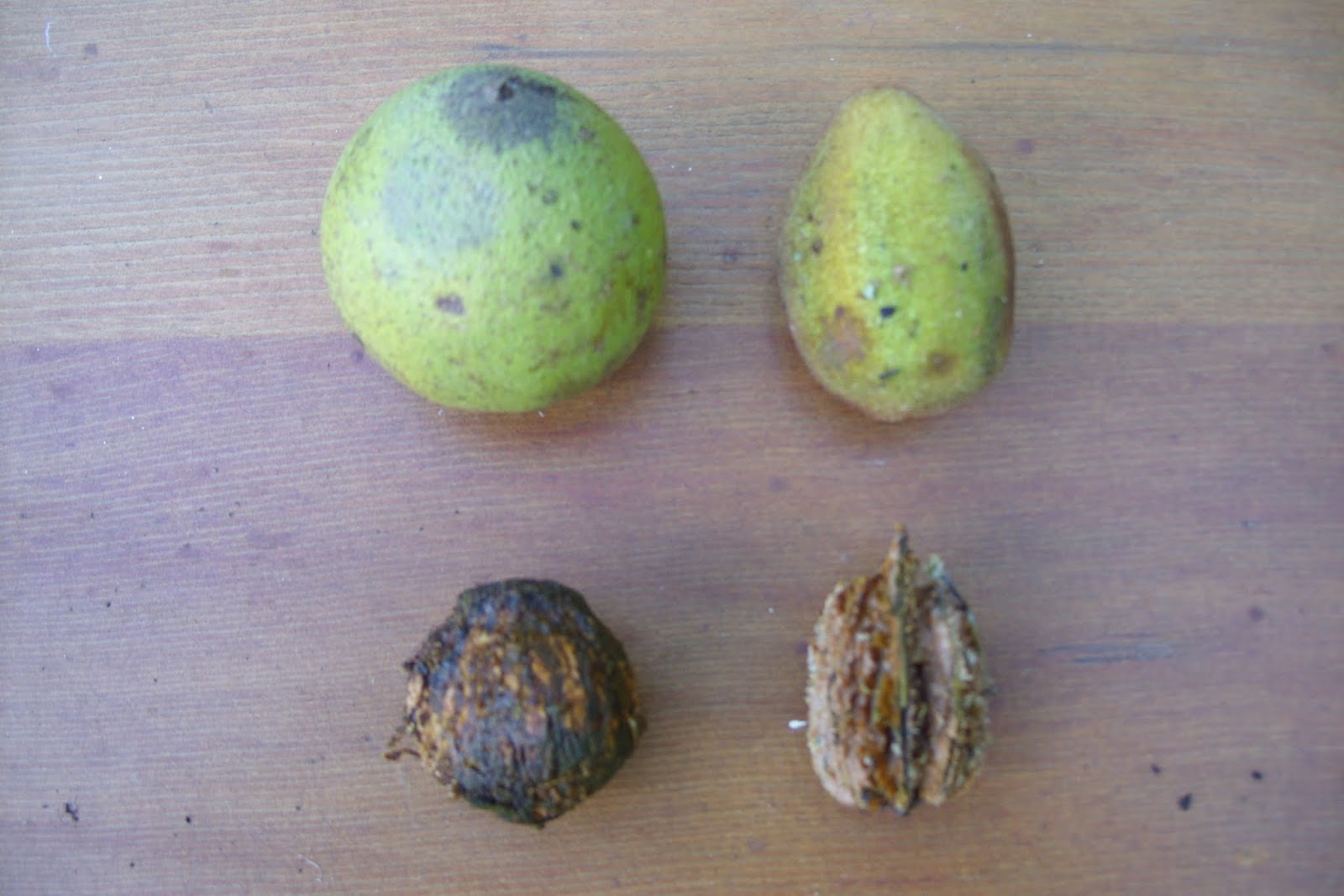 Forest House Farm: Walnuts and Butternuts