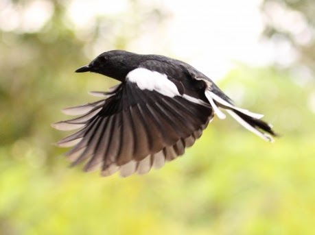 We love Our Bangladesh: Magpie Robin known as Doyel/Doel is the ...