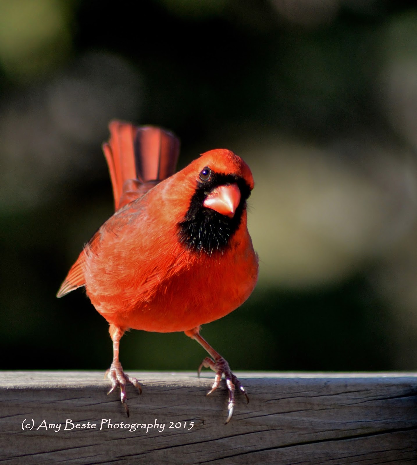 Through Amy's Eyes - Photography by Amy Beste: The Little Red Messenger
