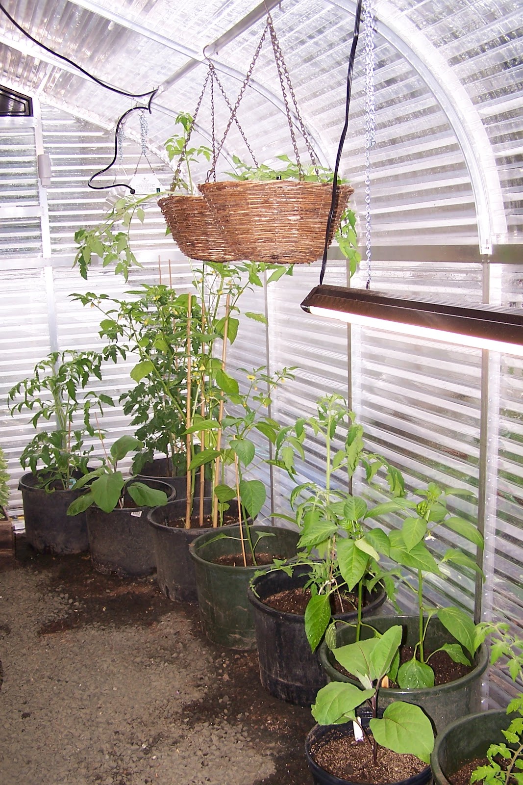 At Home On Paradise Cove: Kitchen Gardening In Containers