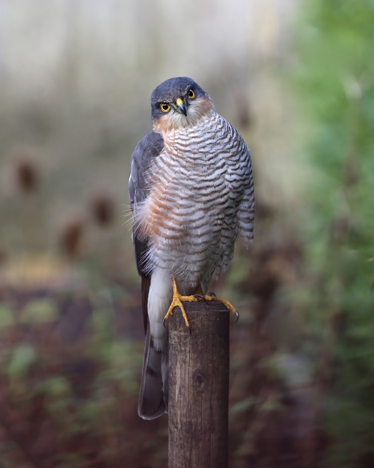 TrogTrogBlog: Bird of the week - Sparrowhawk