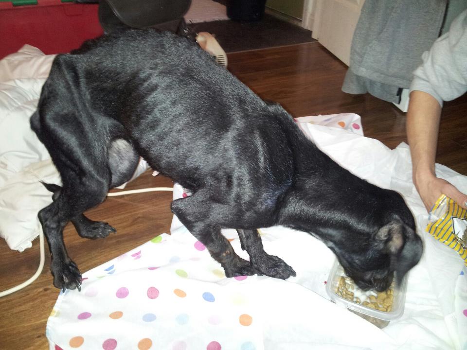 Tails from the Dogpatch