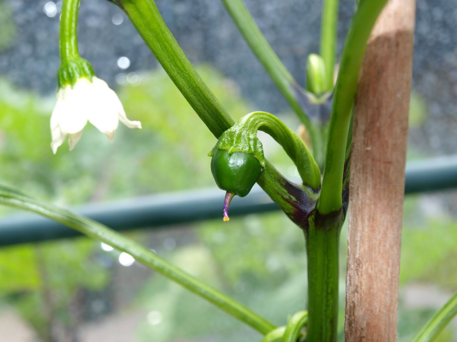 Mark's Veg Plot: June 2011