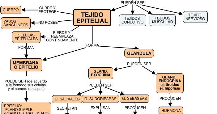 DISFRUTEMOS LAS CIENCIAS NATURALES profesor MAURIS SARRIA: TEJIDOS ANIMALES - EPITELIAL mapa ...