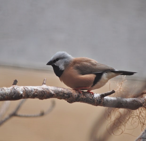 ZOOTOGRAFIANDO (5.836 ANIMALS): PINZÓN DE GARGANTA NEGRA / BLACK ...