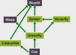 # 140 Food web | Biology Notes for IGCSE 2014 & 2024