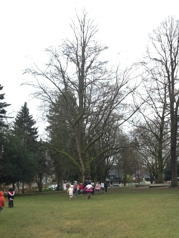 Division 1 and 2: Let's BRANCH out and learn about trees!