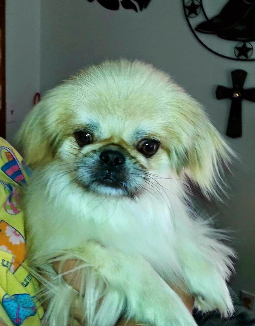 Must Love Pekes: SNOOKIE