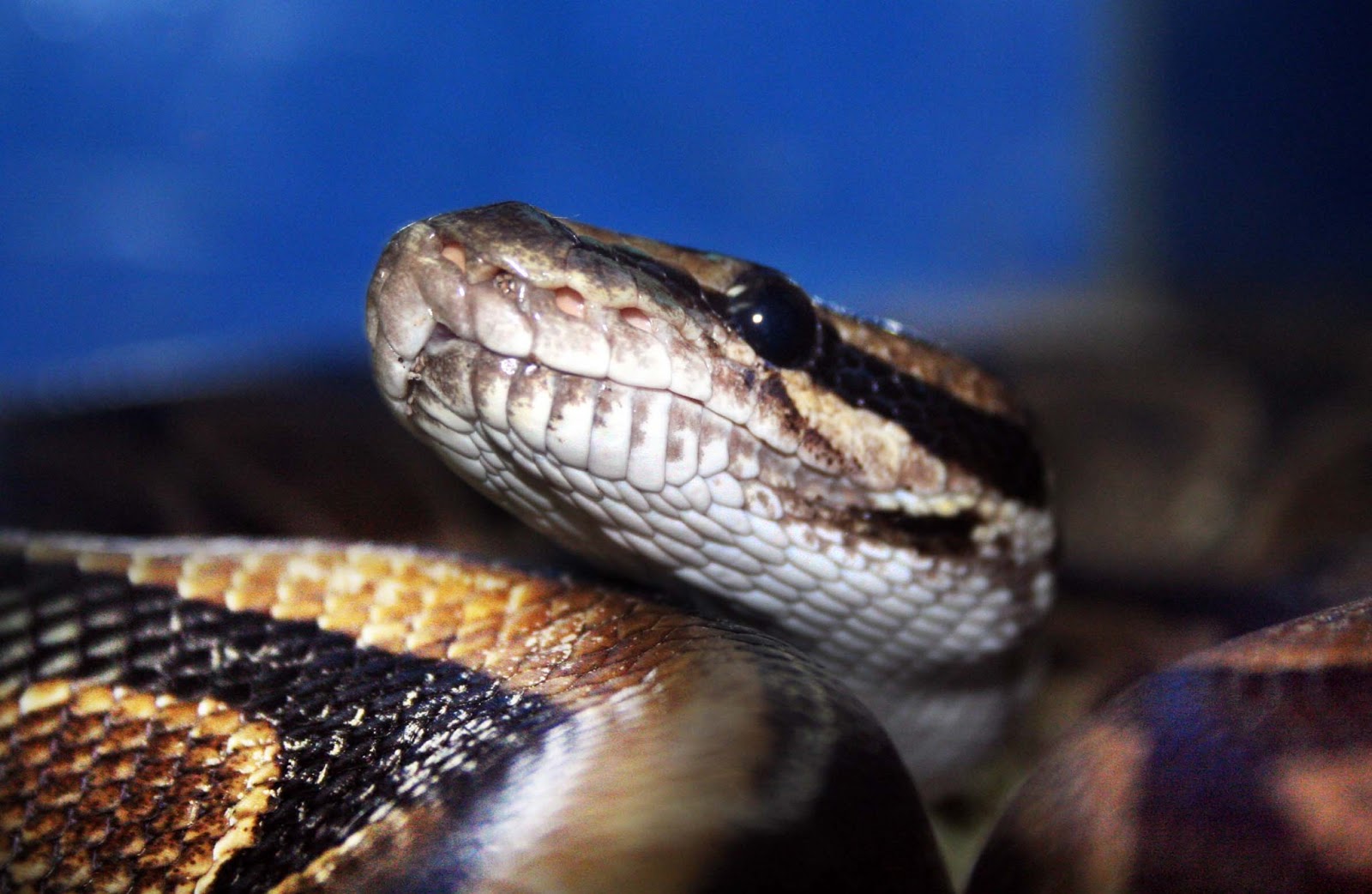 Living with Nature - School on Blog by Dr. Abercio V. Rotor: UST-AB ...