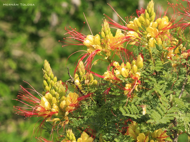 Flora Bonaerense: Barba de chivo (Caesalpinia gilliesii)