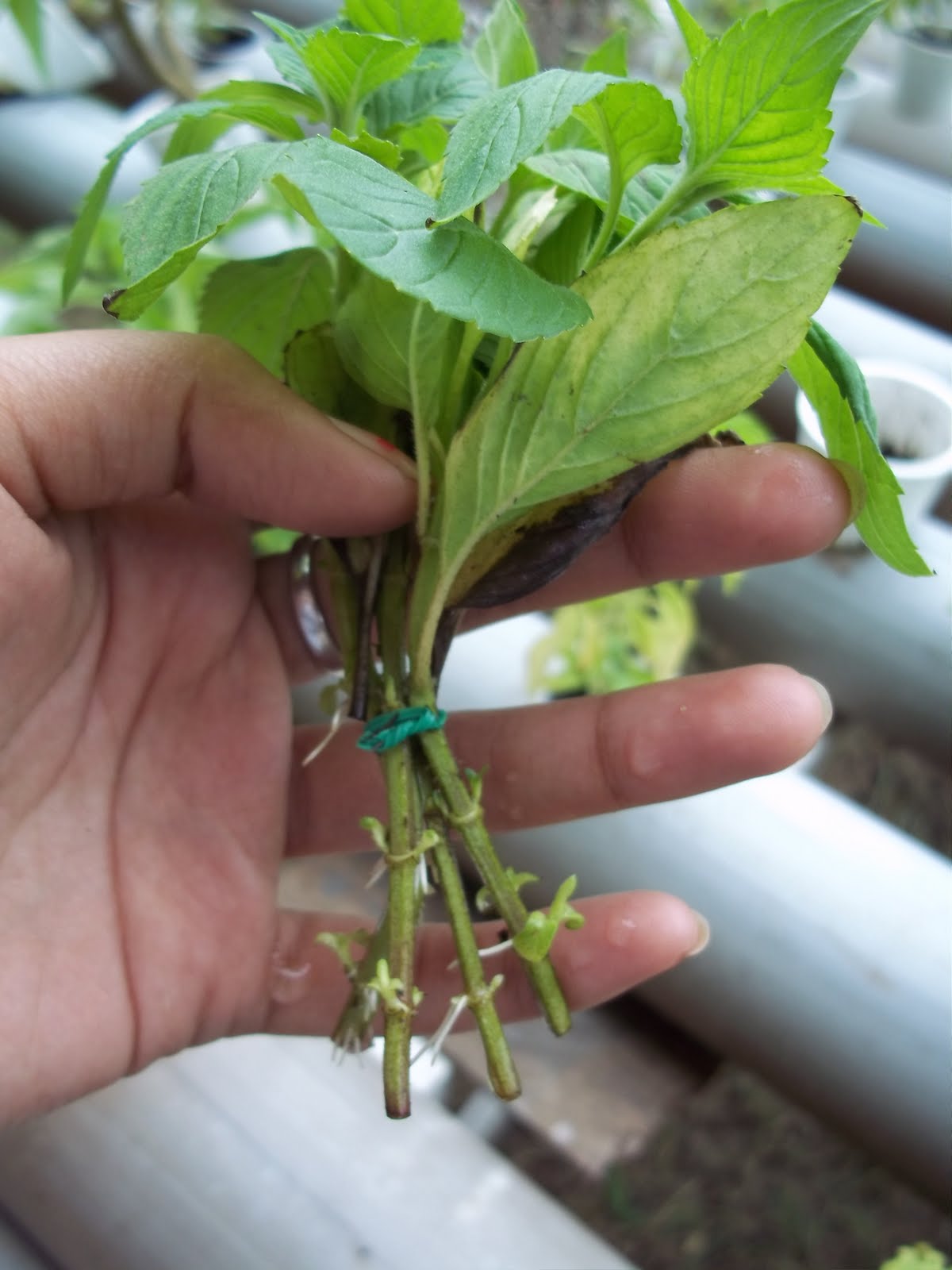 Hydroponics & Organics in Cebu: Propagating through cuttings -- growing ...