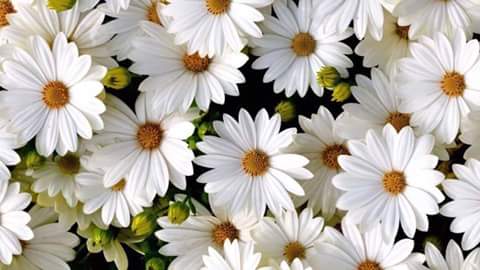 Tragač za čarobnim svetovima prirode: Cvet – najlepši dar prirode