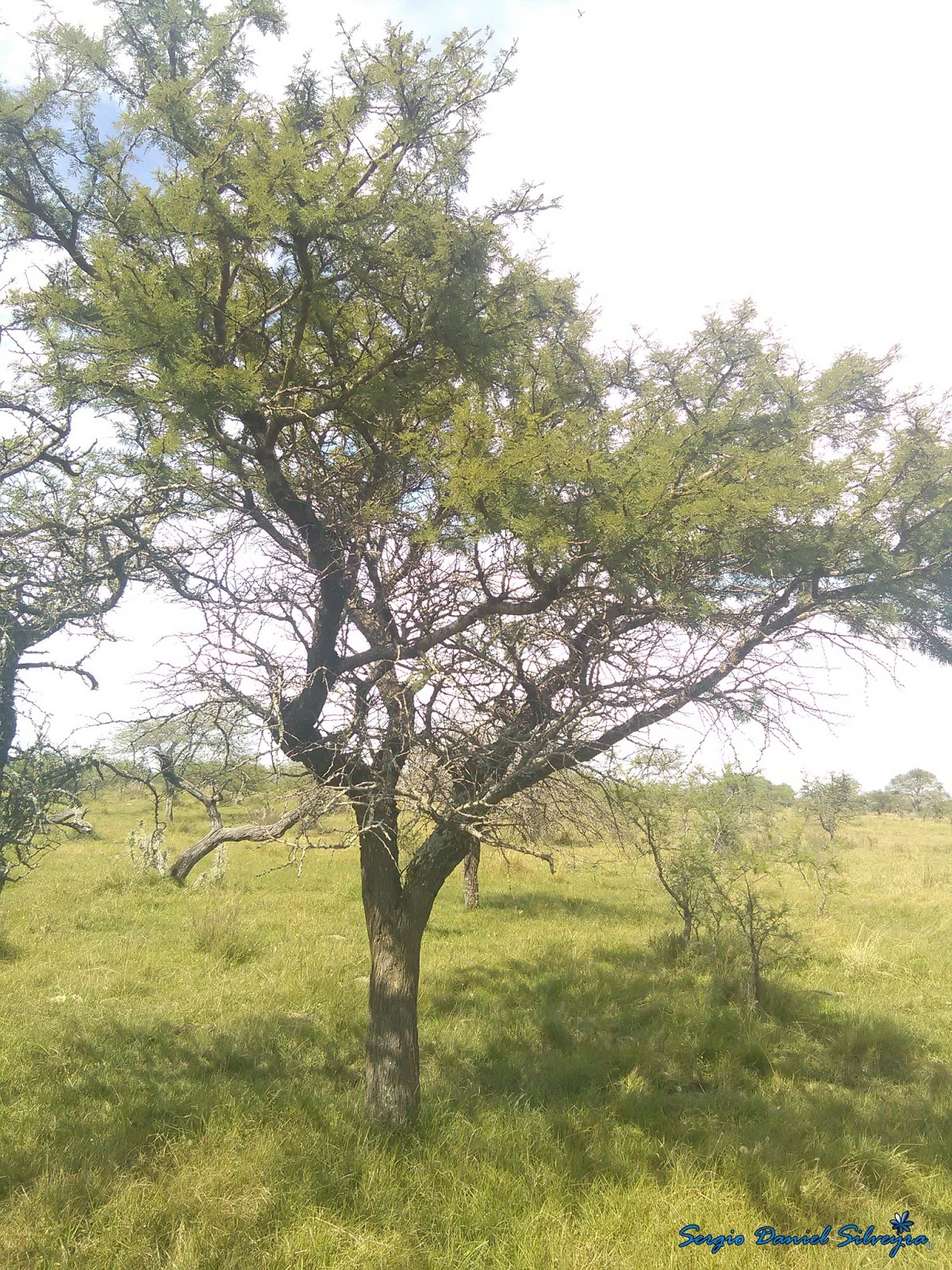 Flora Nativa de Entre Rios