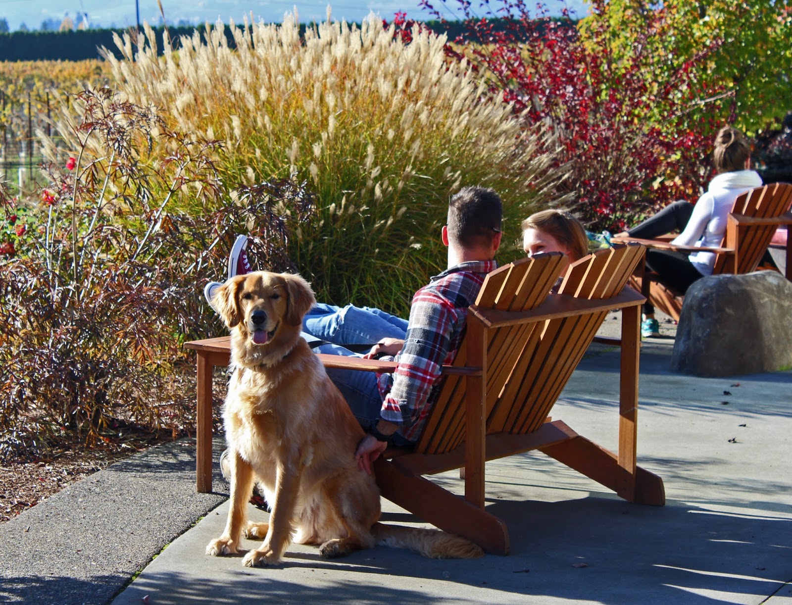 Cinnamon the Traveling Coonhound: On Wine Dogs and Winery Dogs