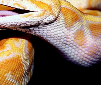 Jess Kim :: Visual Communication: Snakes : Pattern Sample