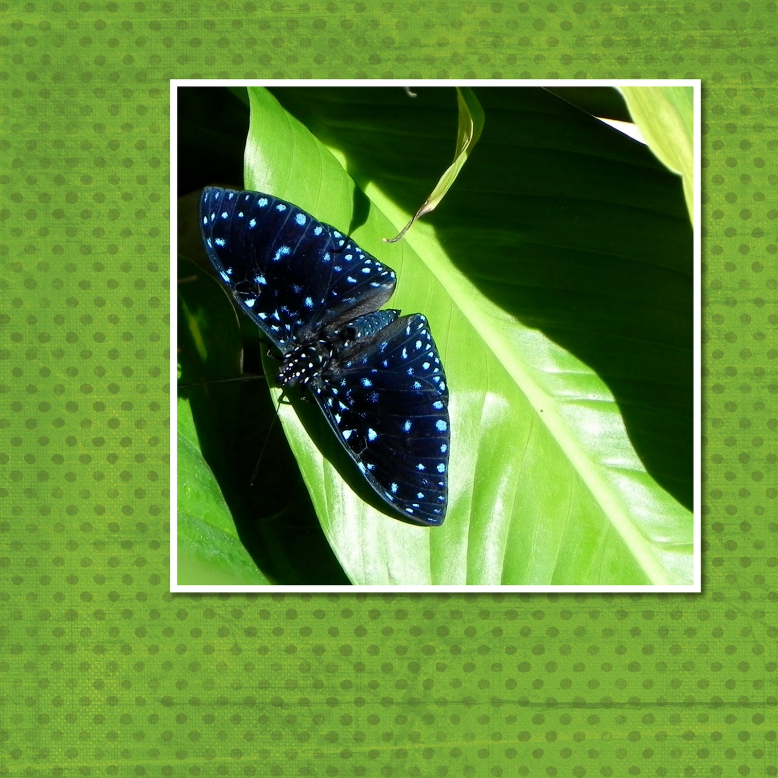 Power of the Flower: Butterfly Names (12 inch) In Search of....