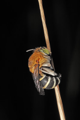 BunyipCo: More sleeping bees