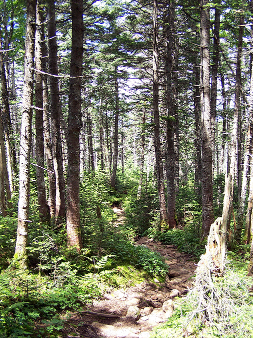 Hiking in the White Mountains: Willey Range with Lee and Dion