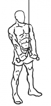 SuppVersity EMG Series - M. Triceps Brachii: The Best Exercises to Get ...