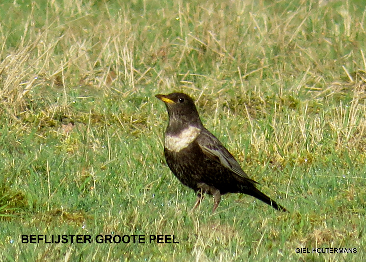 Natuurlijk vogelgielke