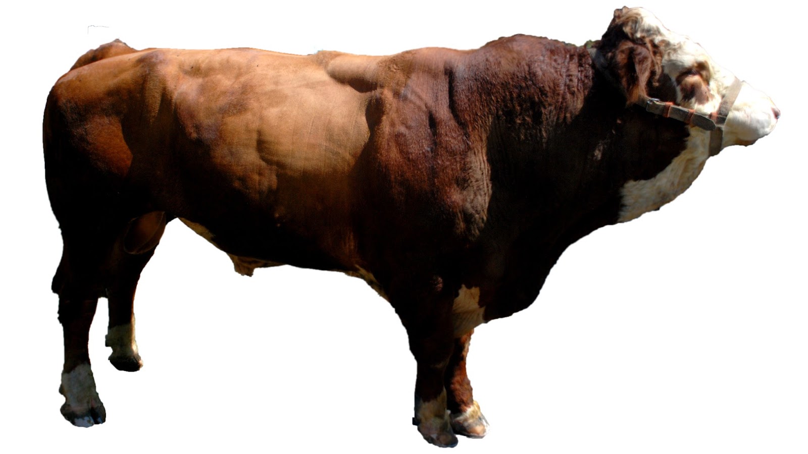 Jenis-jenis sapi,Keunggulan Jenis sapi dan kekurangannya. - farmingcenter