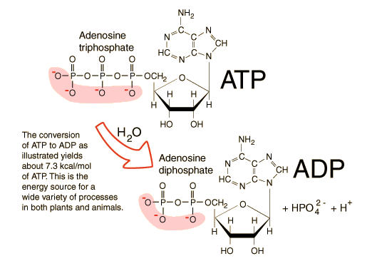Biology: bio_energy