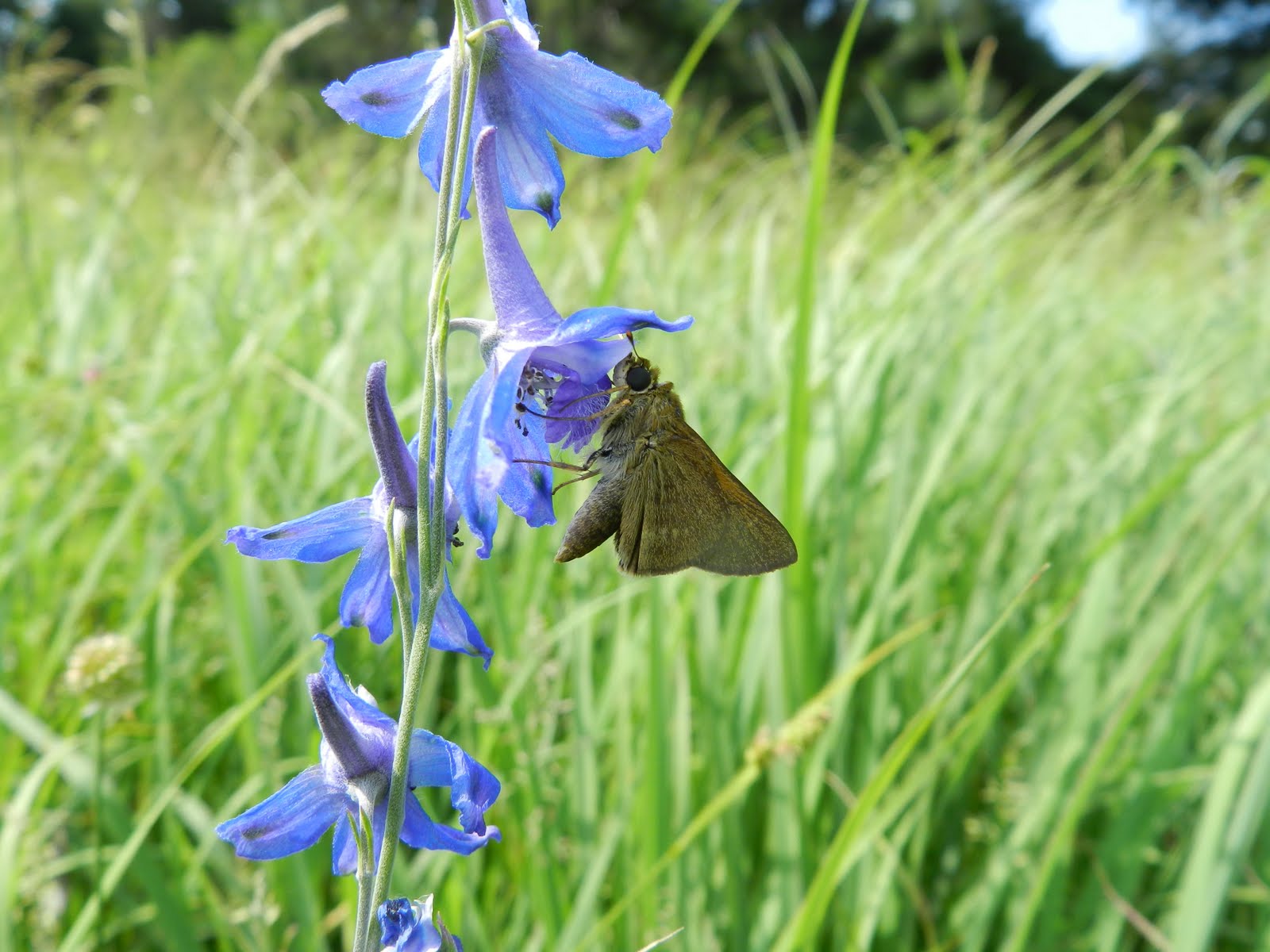aubunique: Delphinium carolinianum, blue wild larkspur, plentiful on ...
