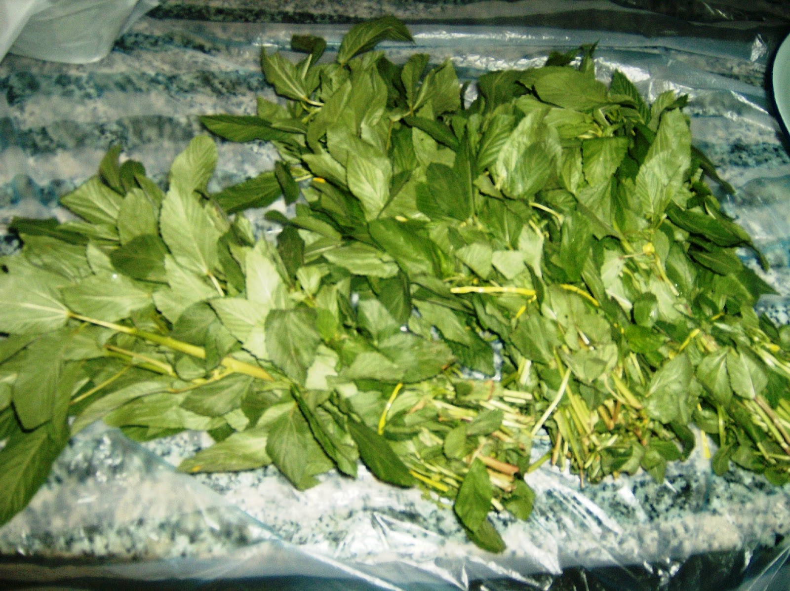 Live to eat: Jew's mallow syrian style ملوخية ورق